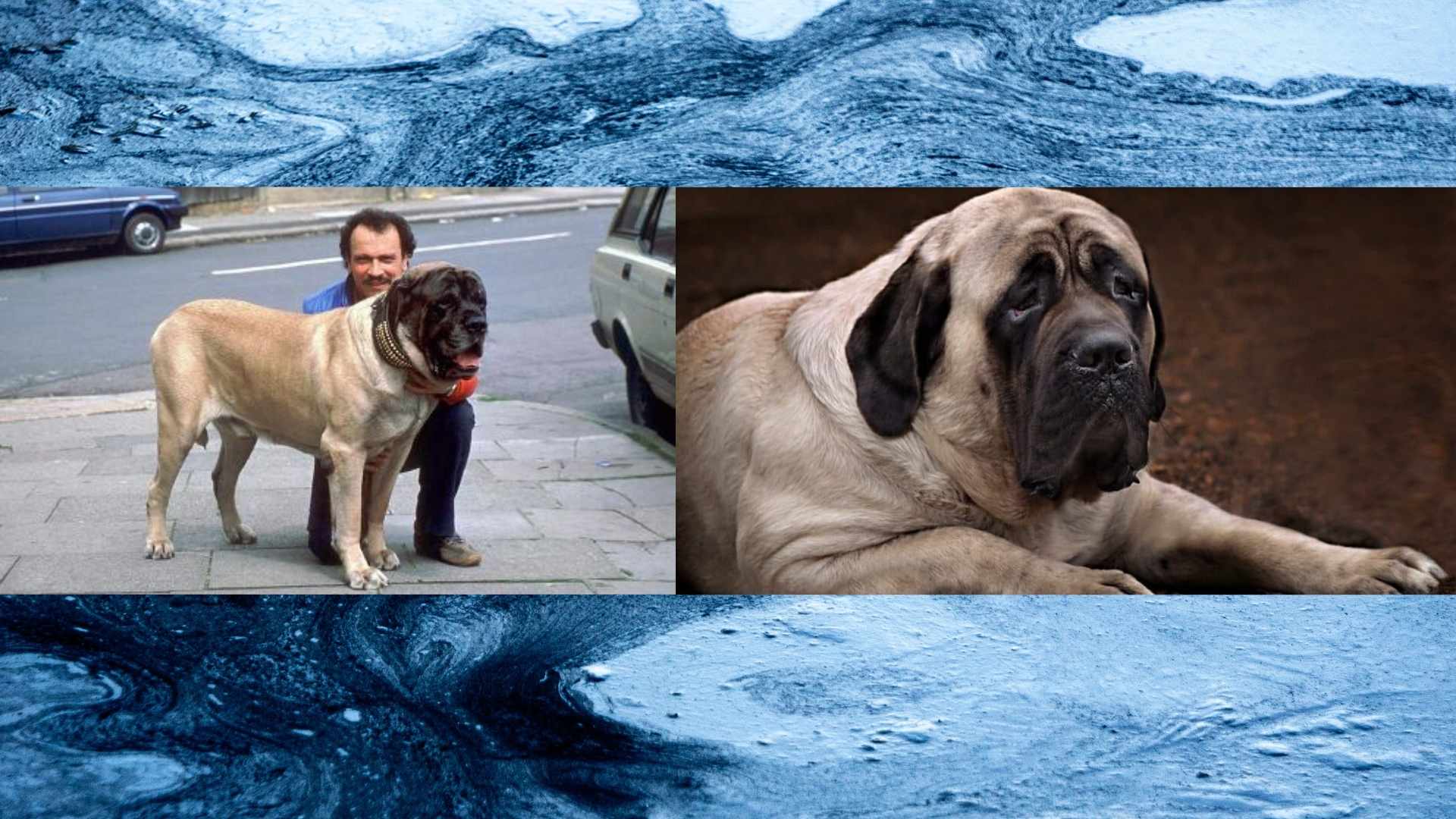 Fattest Dog in The World: All You Need to Know In 2022 - Article 4 Biz