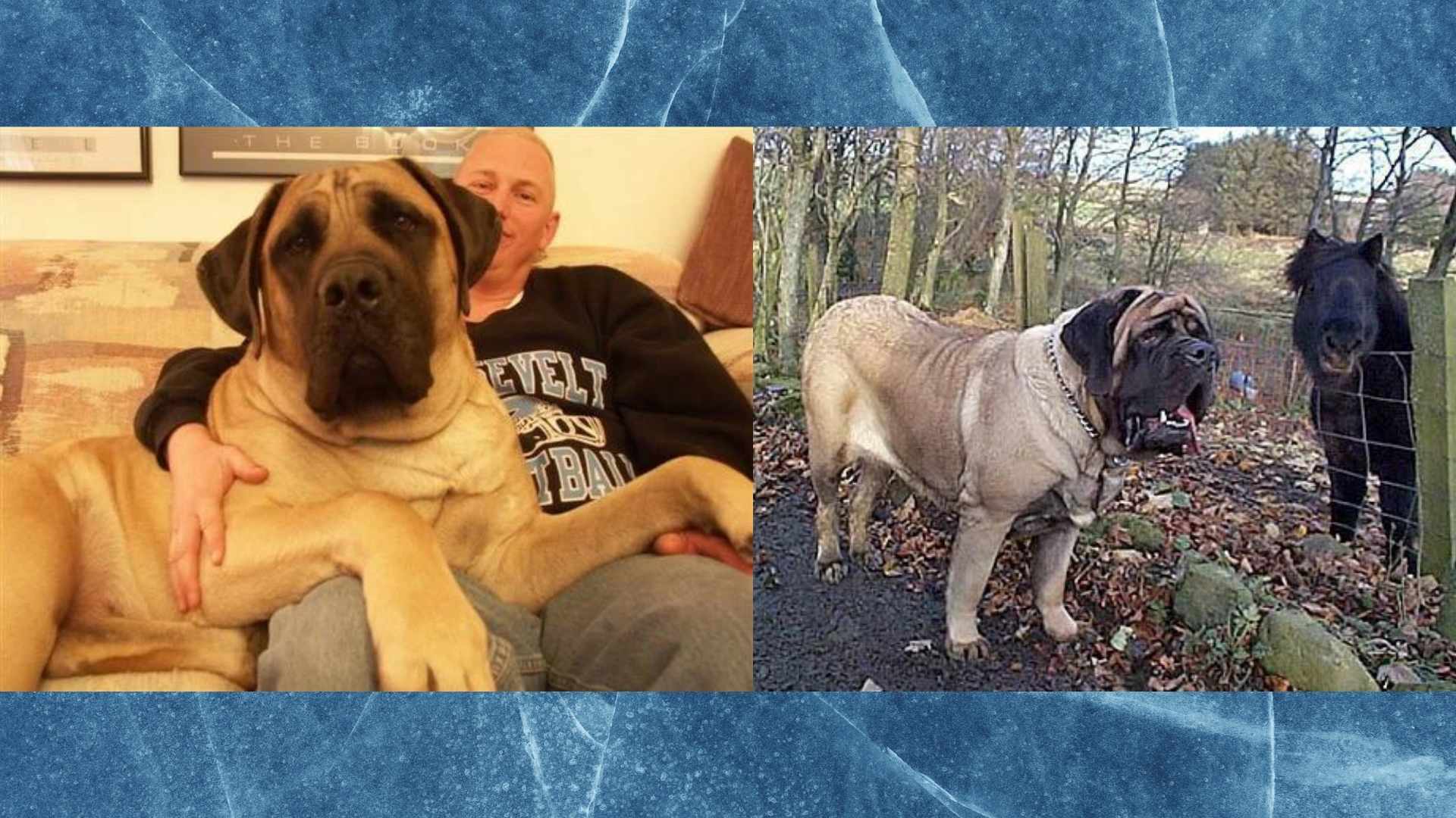 Fattest Dog in The World: All You Need to Know In 2022 - Article 4 Biz